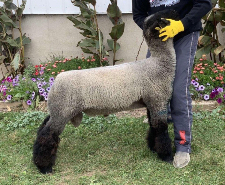 Black Label | Reproduction Specialty Group