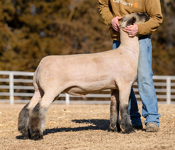 Maverick | Reproduction Specialty Group