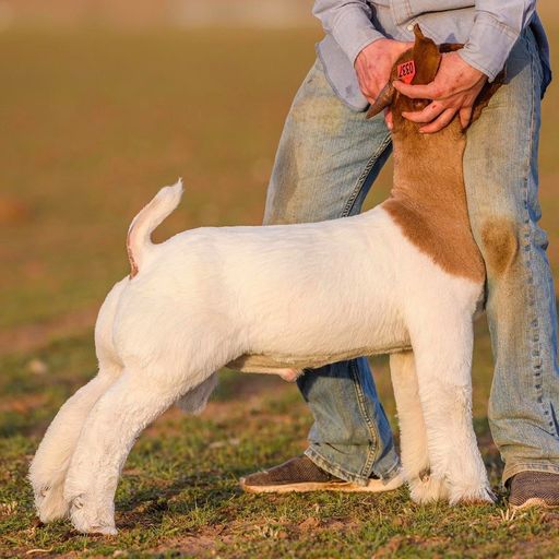 Make It Reign | Reproduction Specialty Group