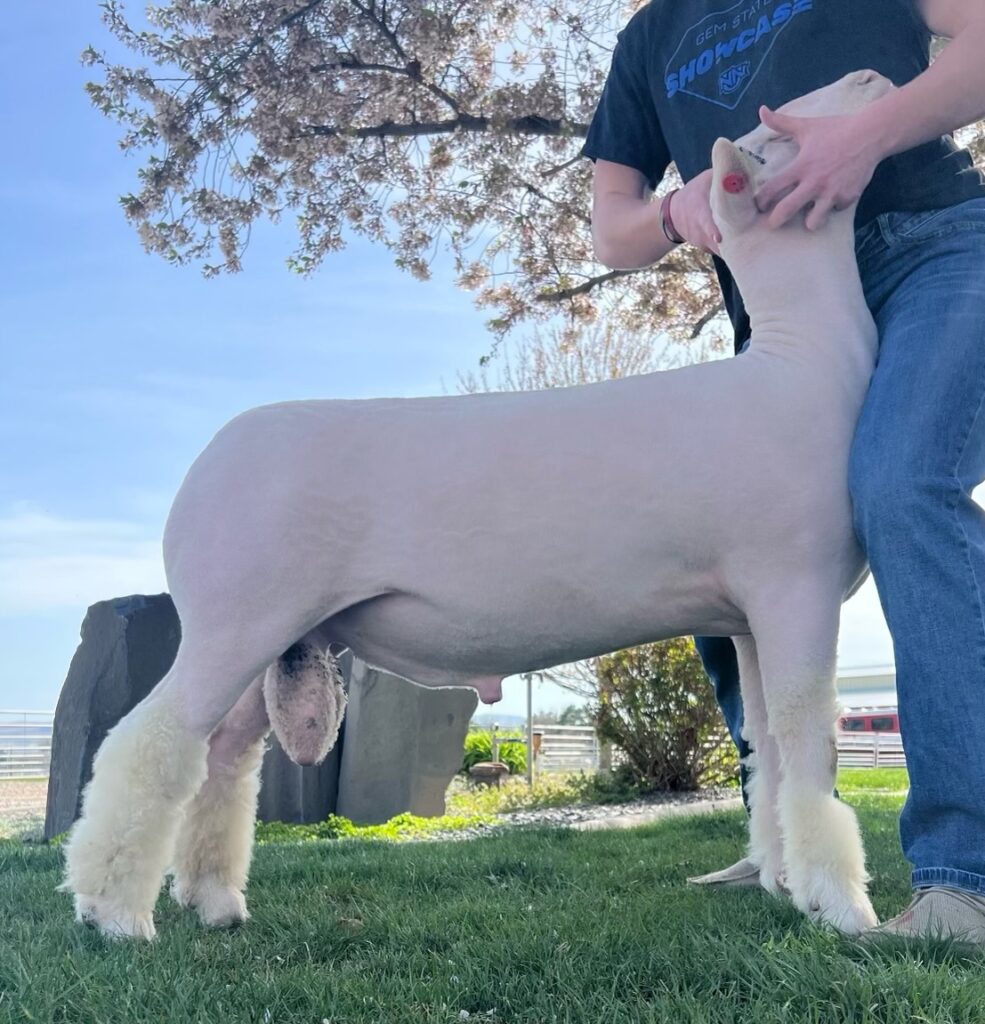 DRUB! - Reproduction Specialty Group