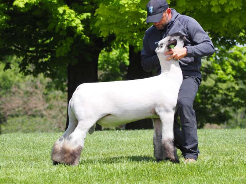 Alpha King - Reproduction Specialty Group