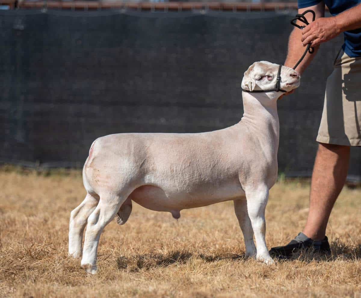 Boss Hogg - Reproduction Specialty Group