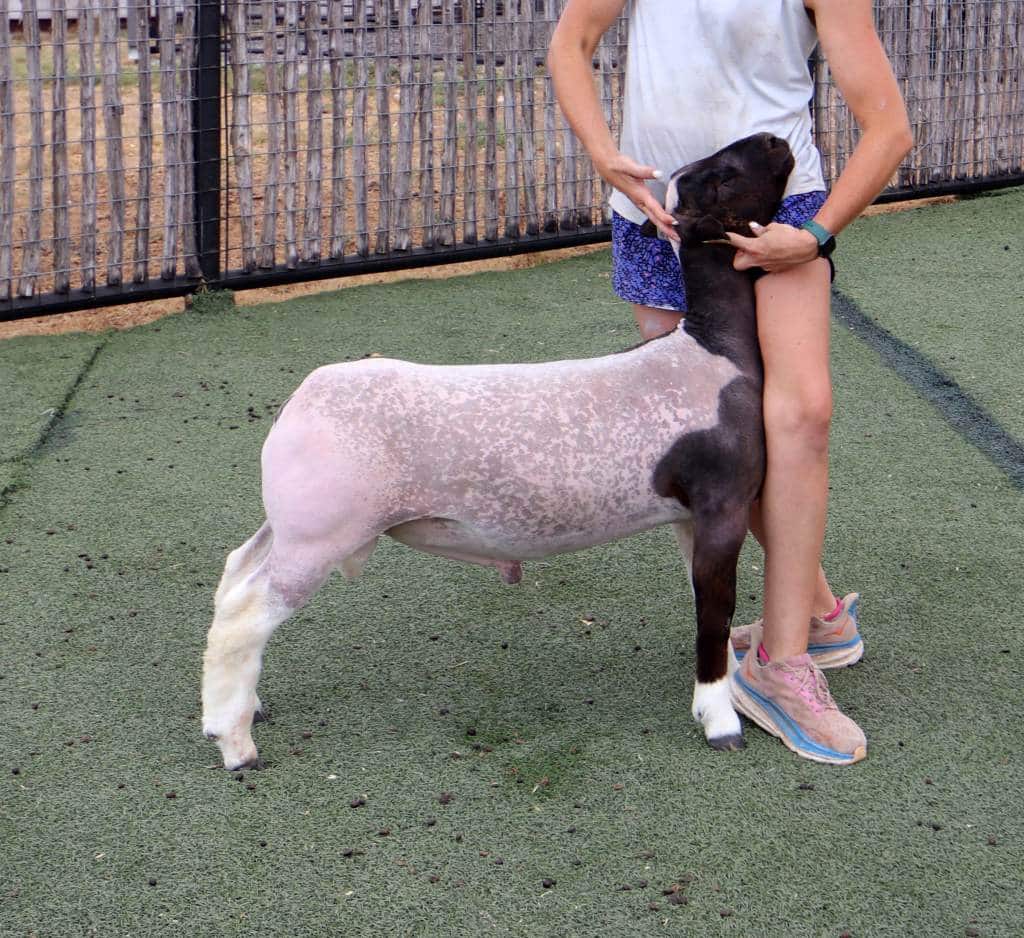 Vet Check - Reproduction Specialty Group