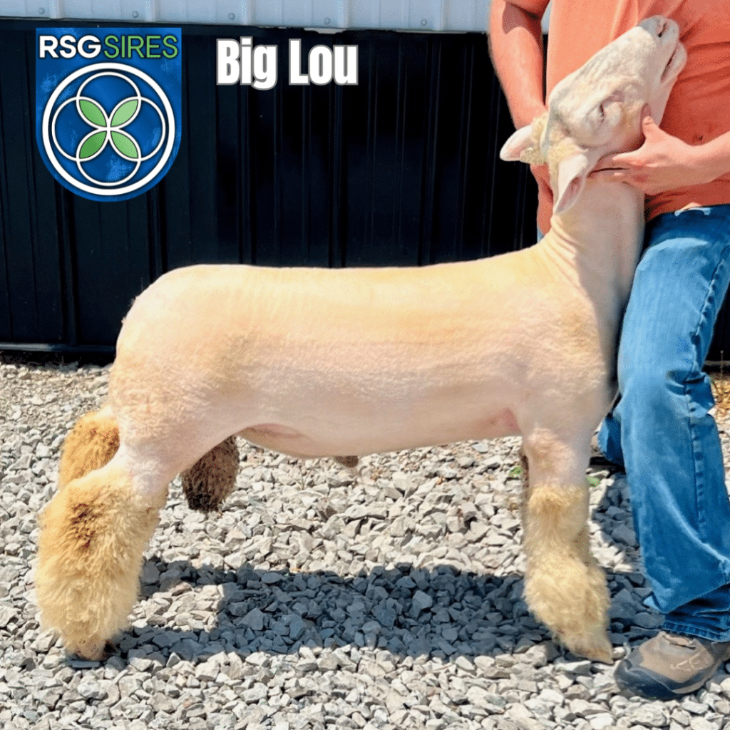 Big Lou - Reproduction Specialty Group