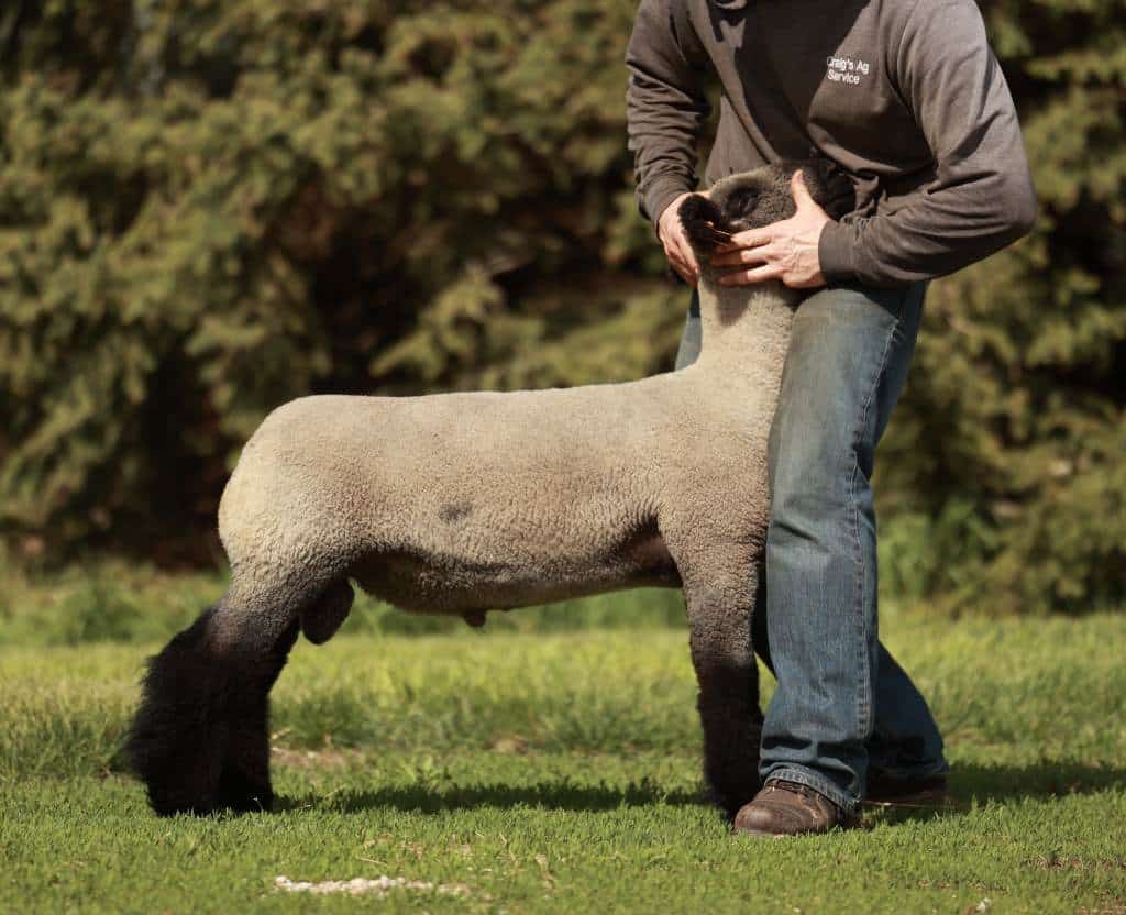 Cocky Rocky - Reproduction Specialty Group