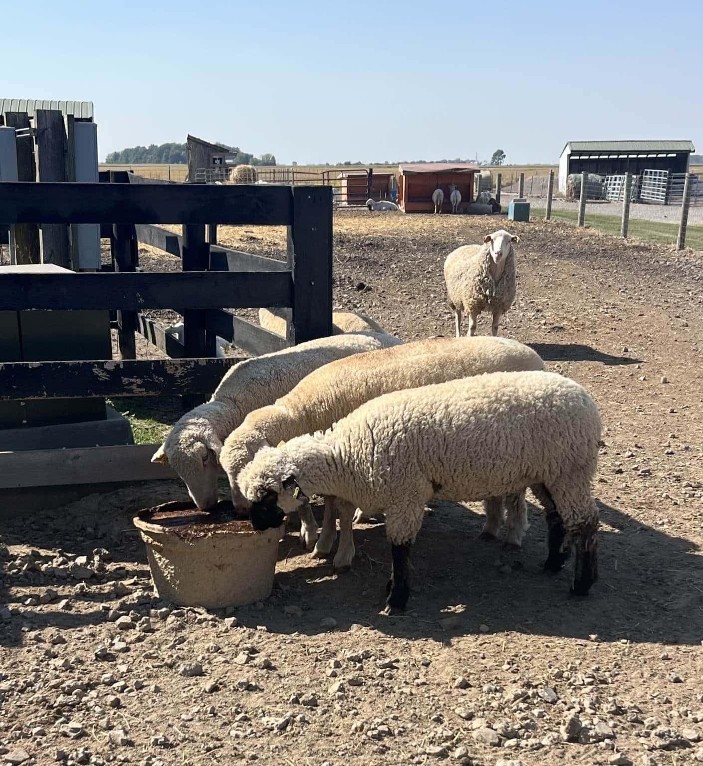 Repro Booster – Sheep & Goat - Reproduction Specialty Group