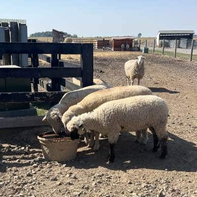 CIDRs - 20 per bag - Reproduction Specialty Group