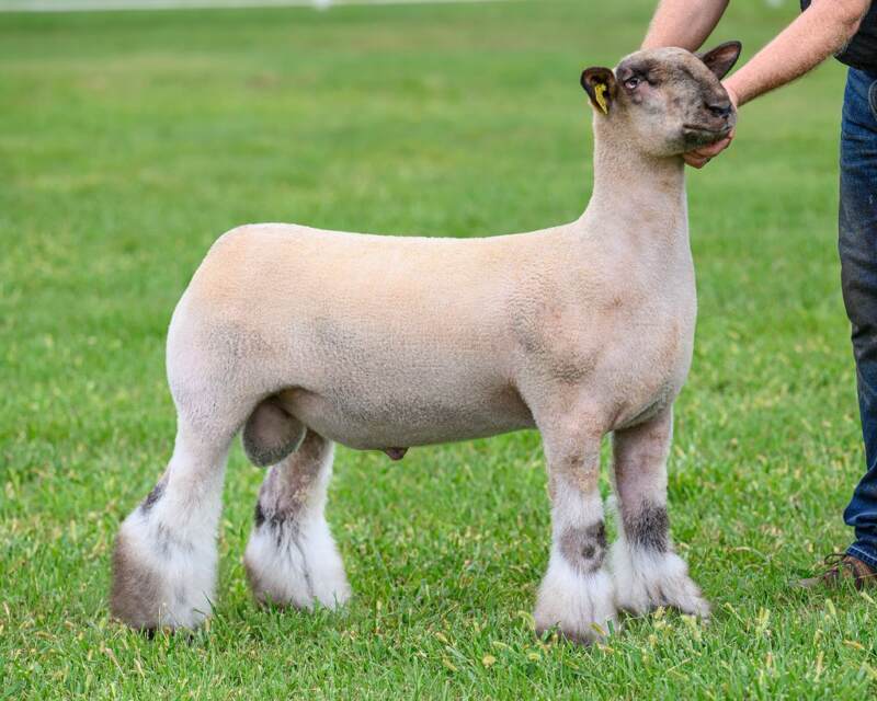 Clark - Reproduction Specialty Group