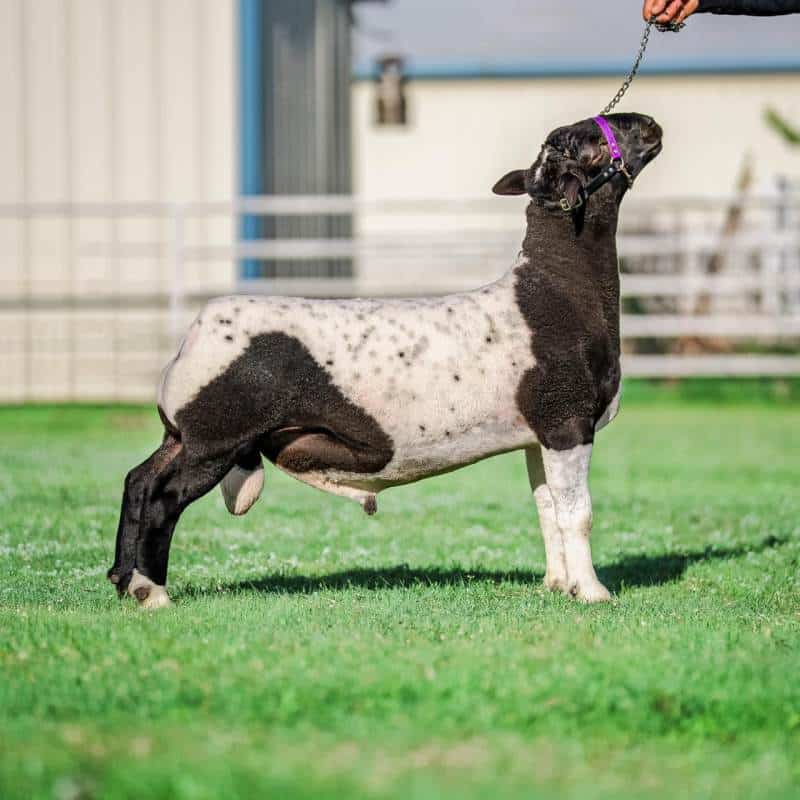 Face The Facts - Reproduction Specialty Group